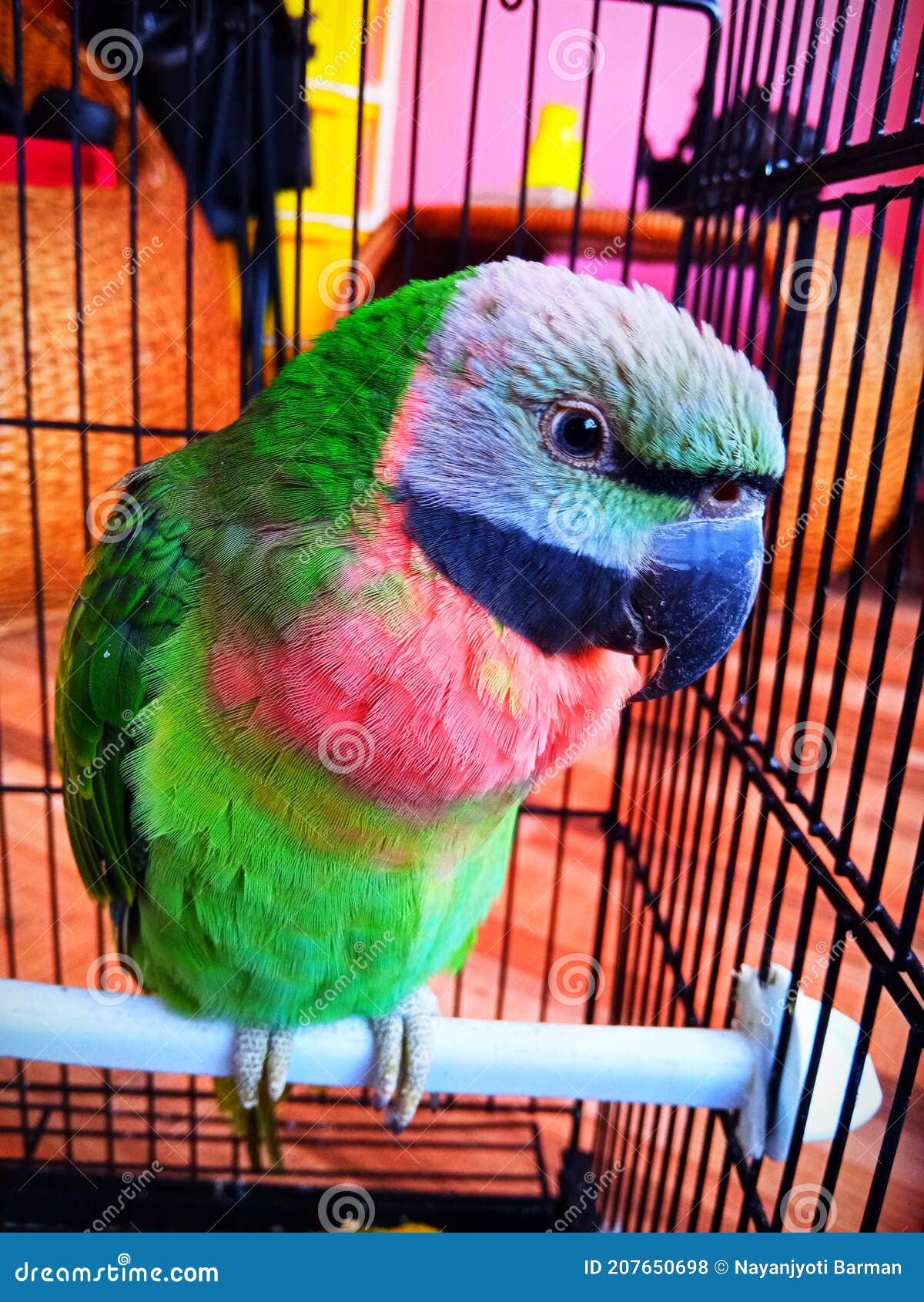 The pet parrot stock photo. Image of looking, parrot - 207650698