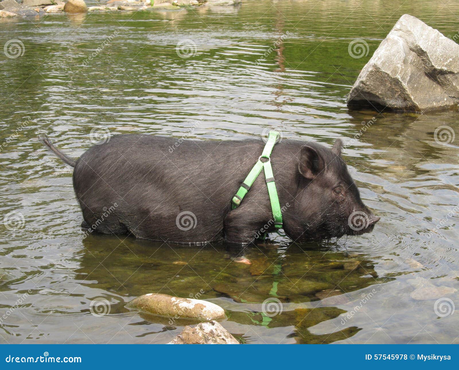 Pet pig in the water stock photo. Image of stones, summer - 57545978