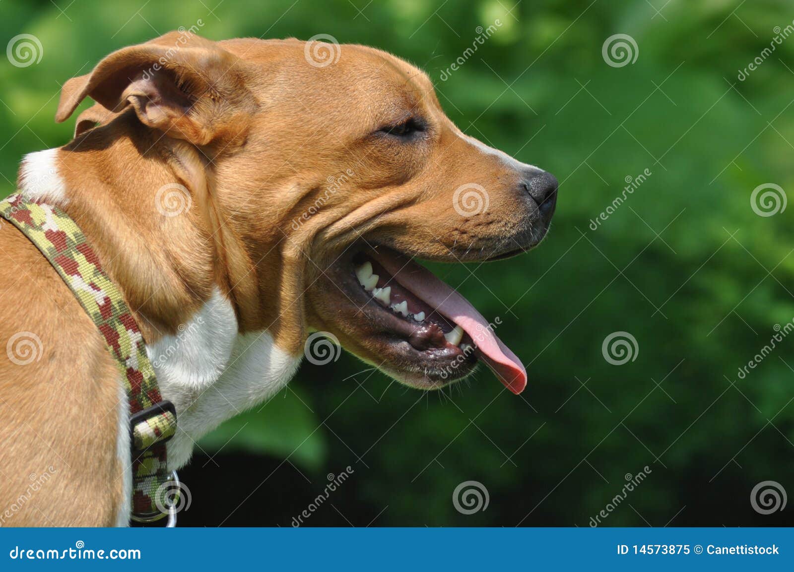 Pet Profile stock image. Image of beautiful, eyes, bite - 14573875