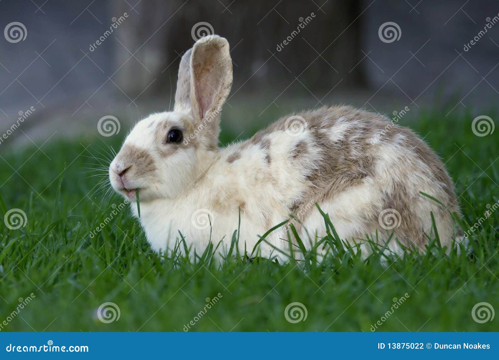 Patchy Bunny Stock Photo | CartoonDealer.com #81058692