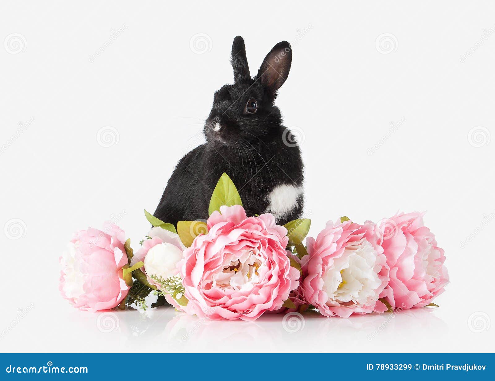 Pet. Rabbit Isolated on White Background Stock Image - Image of farm ...
