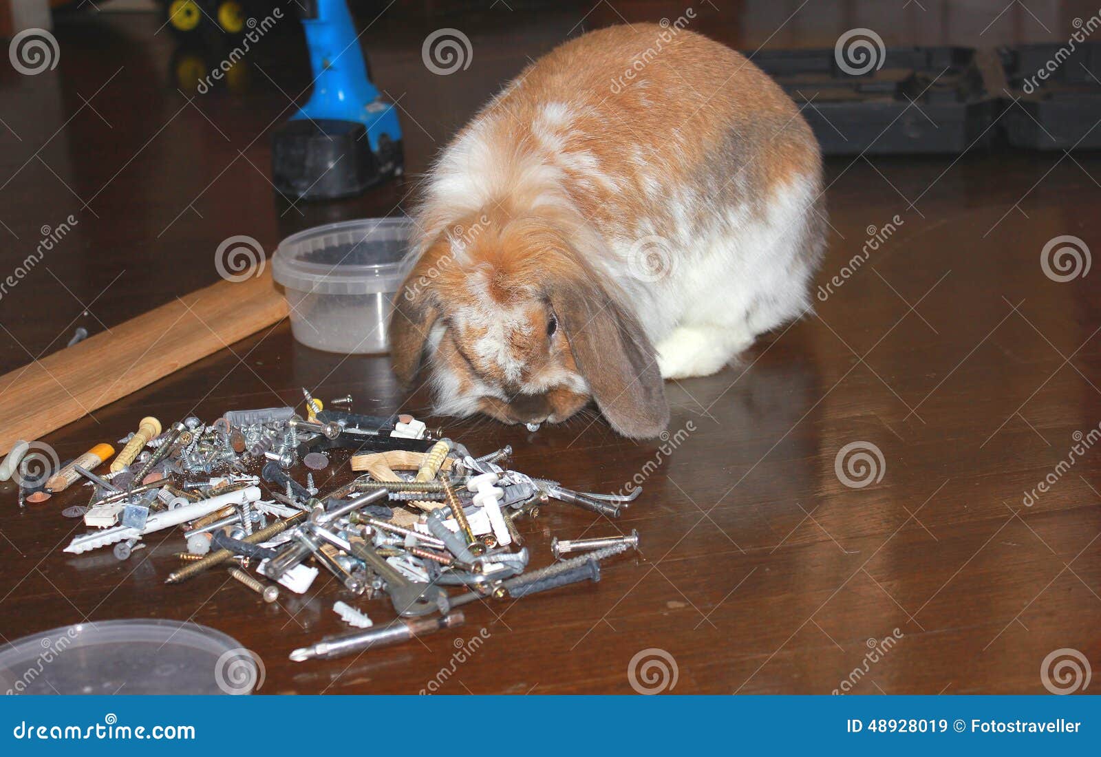 Pet rabbit stock image. Image of animal, helps, construction - 48928019