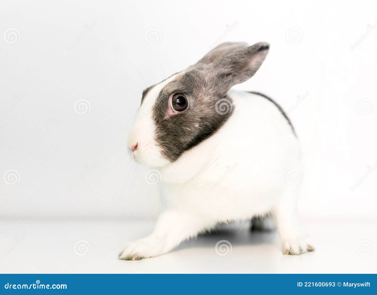 A Pet Rabbit with a Nervous Expression Stock Image - Image of scared ...