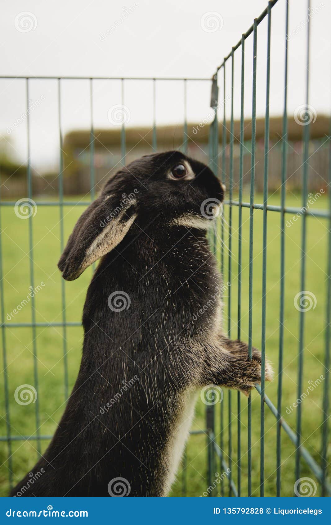 Pet Rabbit Outdoors stock photo. Image of allotment - 135792828