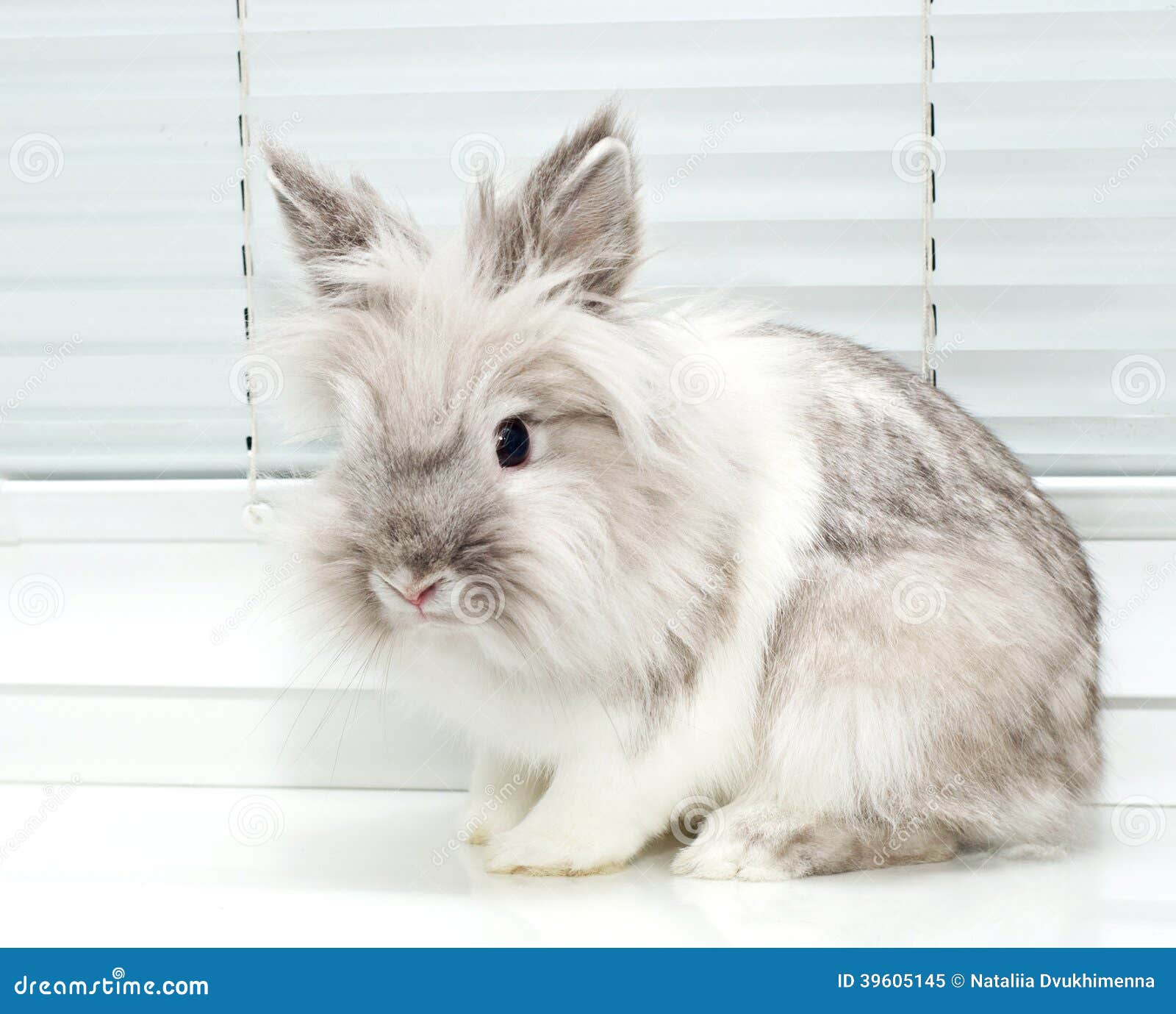 Pet Rabbit stock image. Image of blinds, grass, hare - 39605145