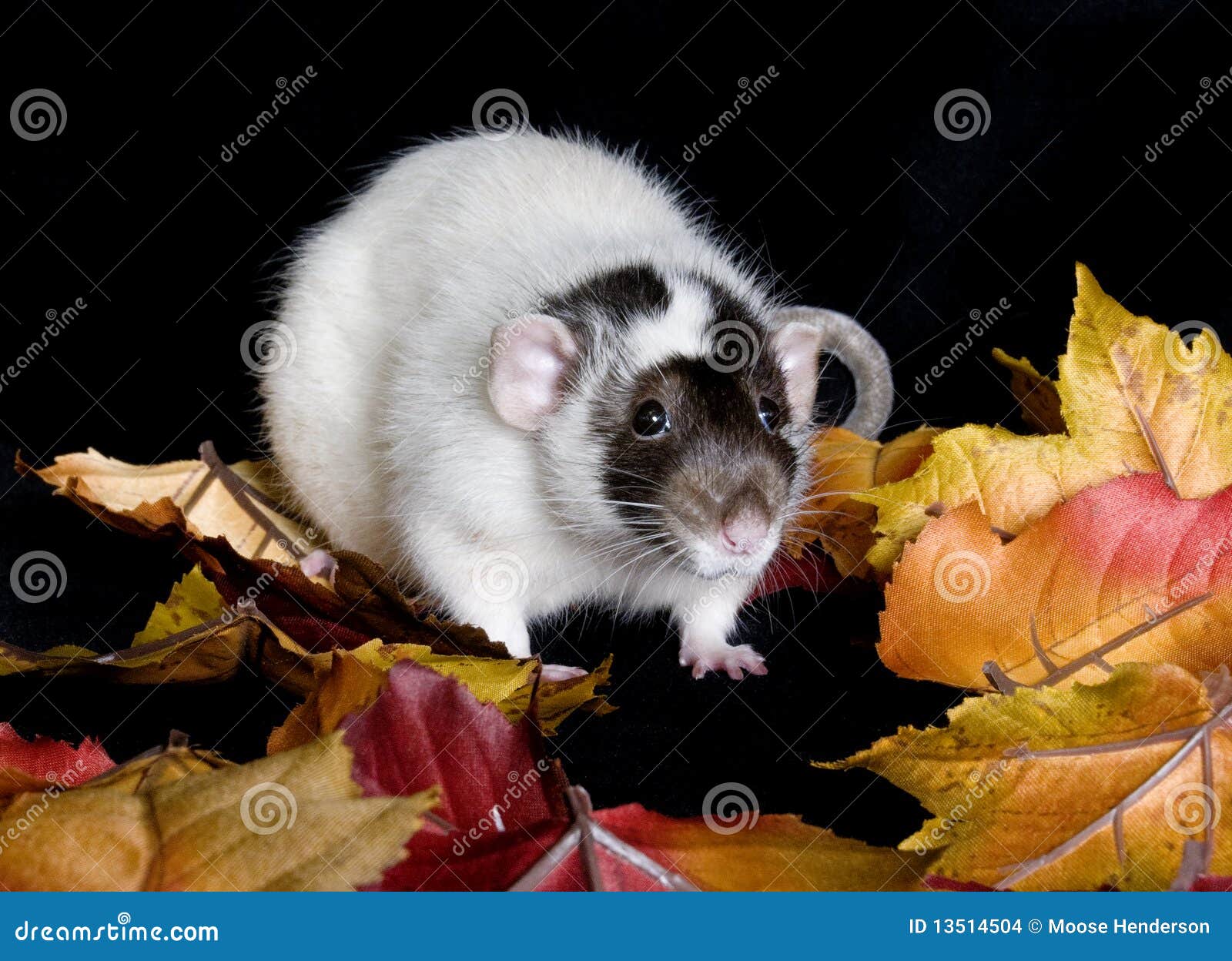 Pet Rat stock photo. Image of face, autumn, leaves, black - 13514504