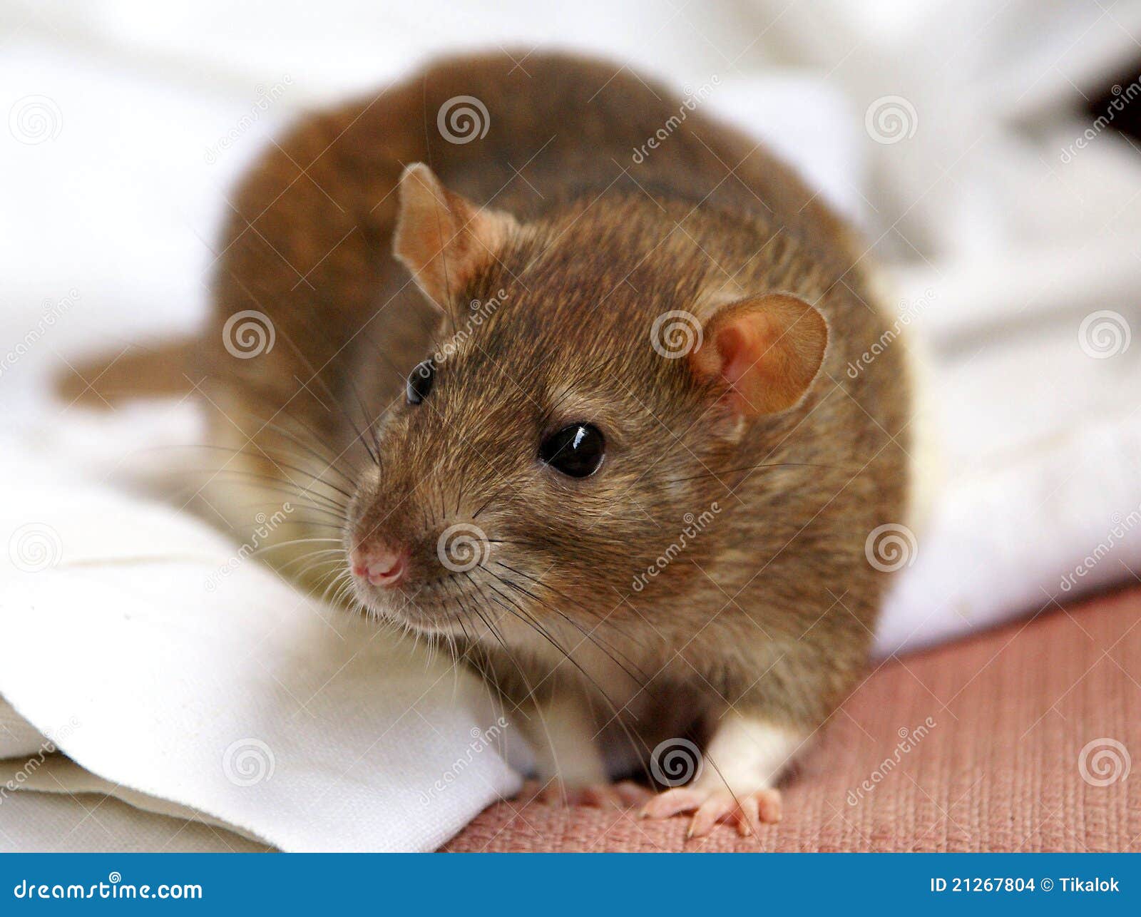 Pet rat stock photo. Image of female, brown, lovable - 21267804
