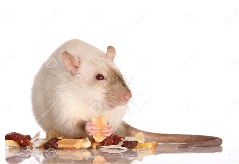 Pet Rat Eating stock photo. Image of diet, food, adorable - 13741424