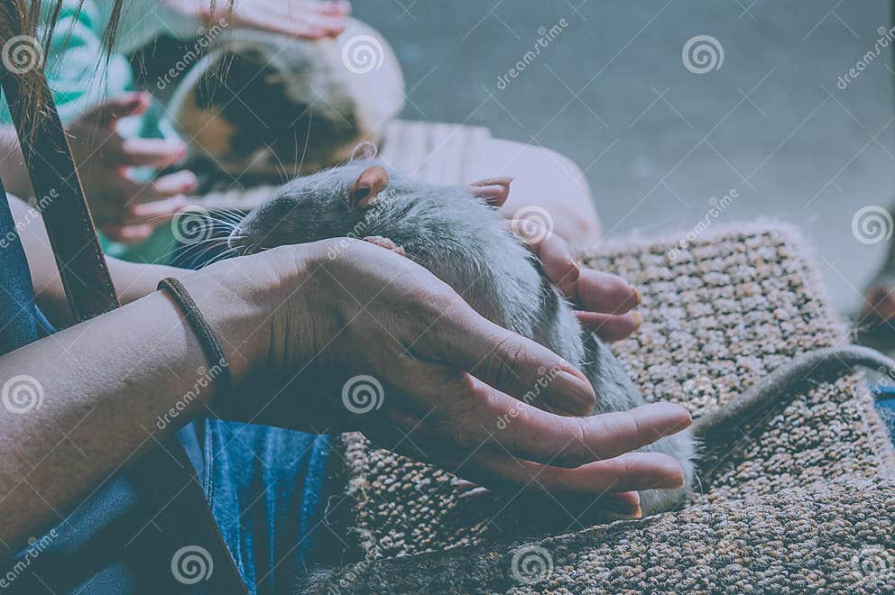 Pet Rat stock photo. Image of friendly, nature, handling - 83679102