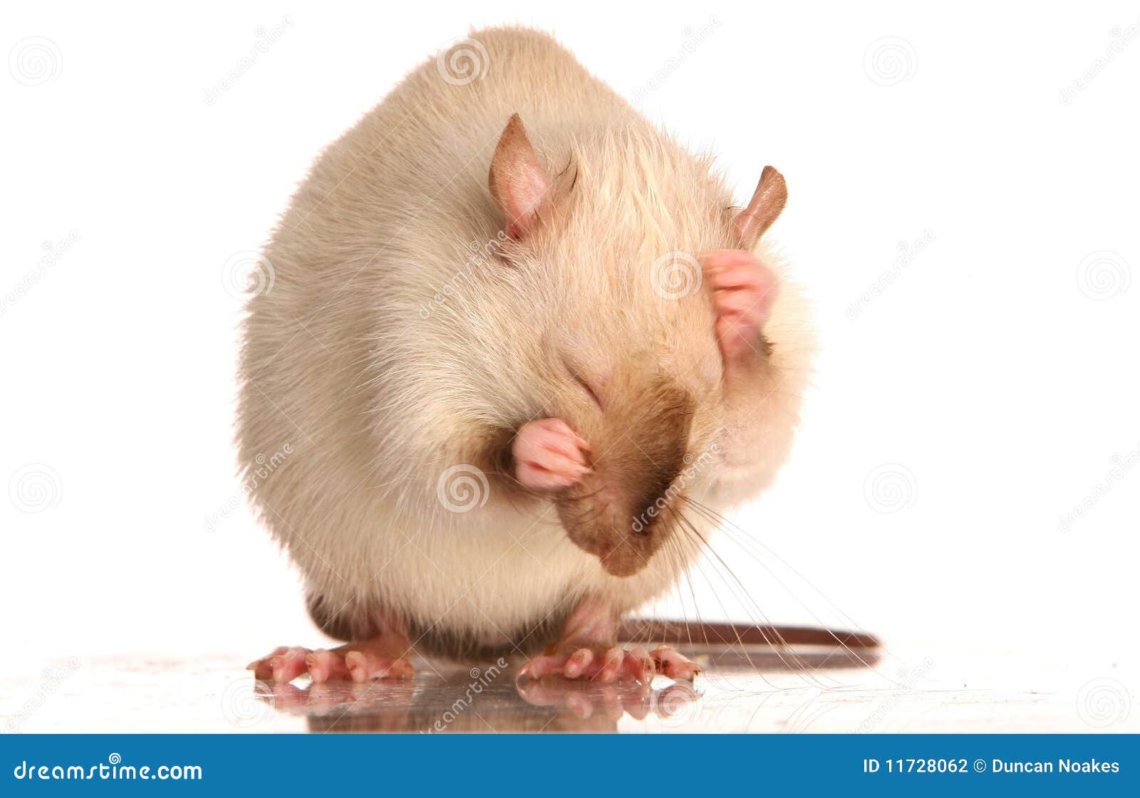 Cute Pet Rats Grooming