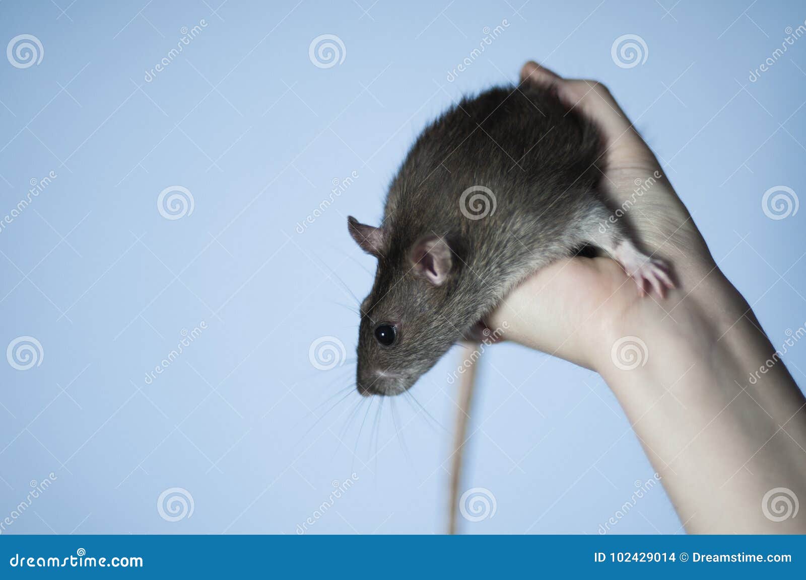 Pet rat on hand stock photo. Image of moustache, paws - 102429014