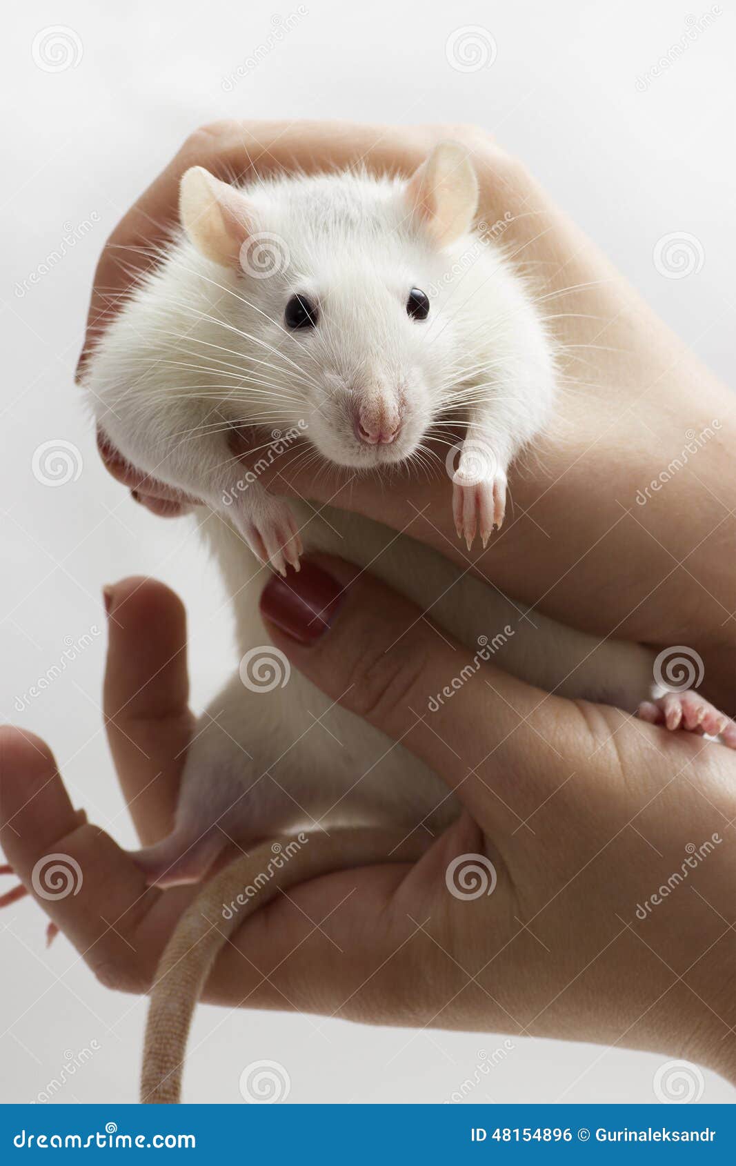 Pet rat stock photo. Image of mammal, looking, mouse - 48154896