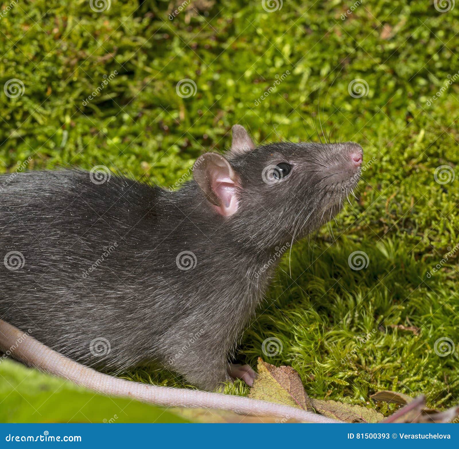 Pet rat stock image. Image of pest, brown, norvegicus - 81500393
