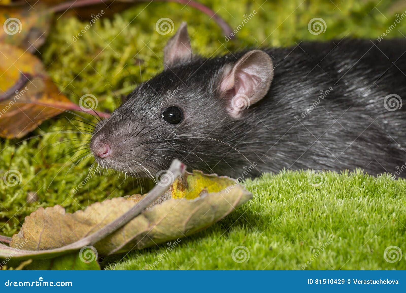 Pet rat stock image. Image of face, furry, look, rodent - 81510429