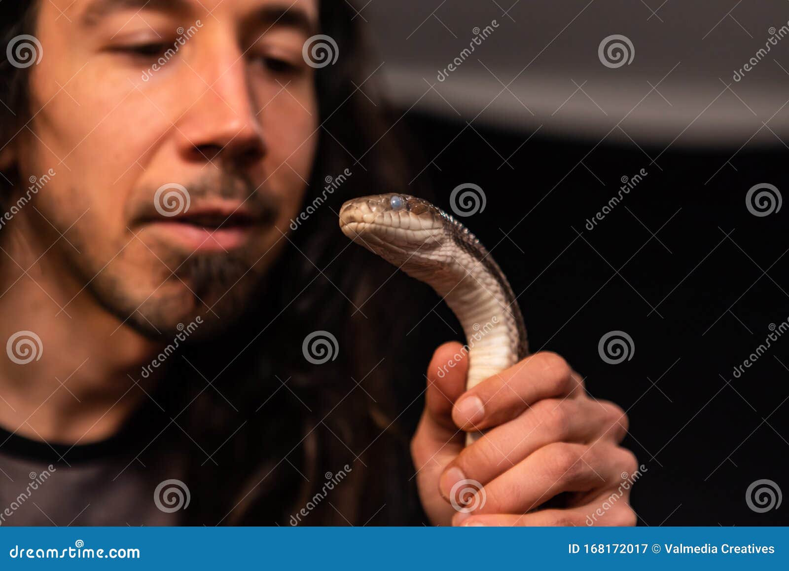 Pet Rat Snake Handled during Studio Shoot Stock Image - Image of ...