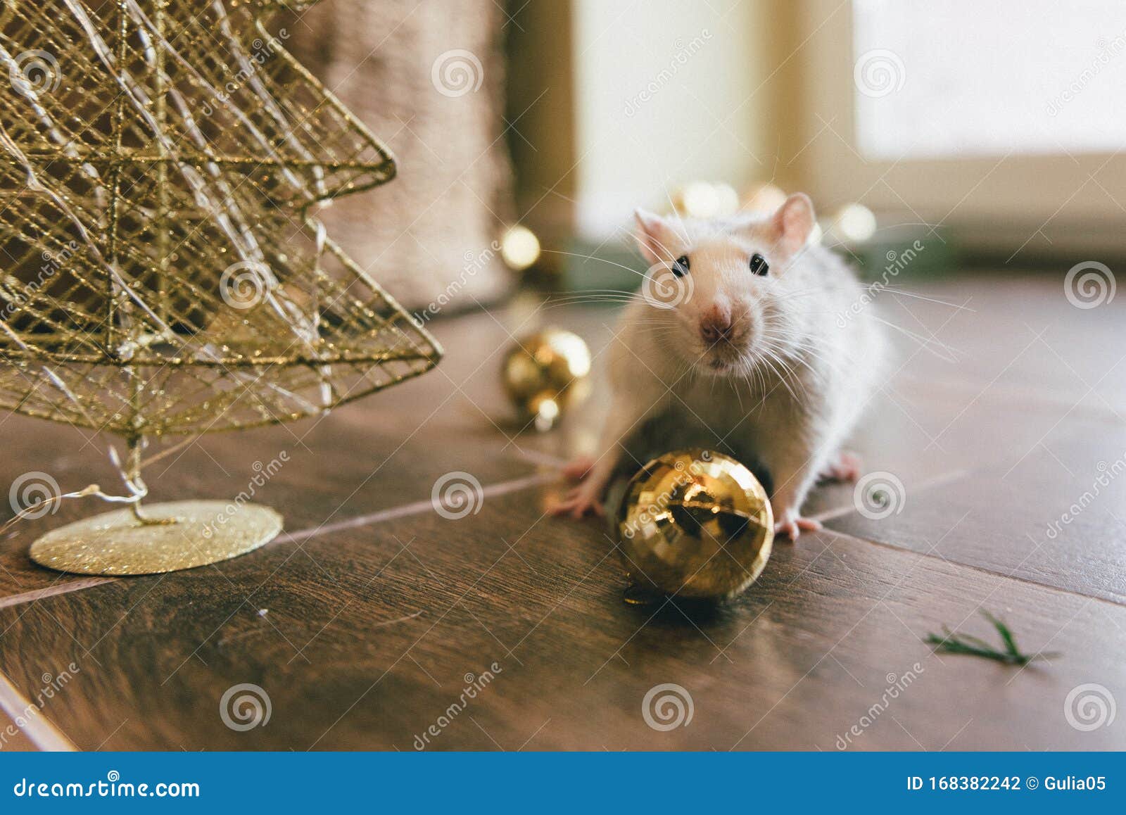 A Pet. a Rat Who Lives at Home. Mice at Home Stock Photo - Image of ...