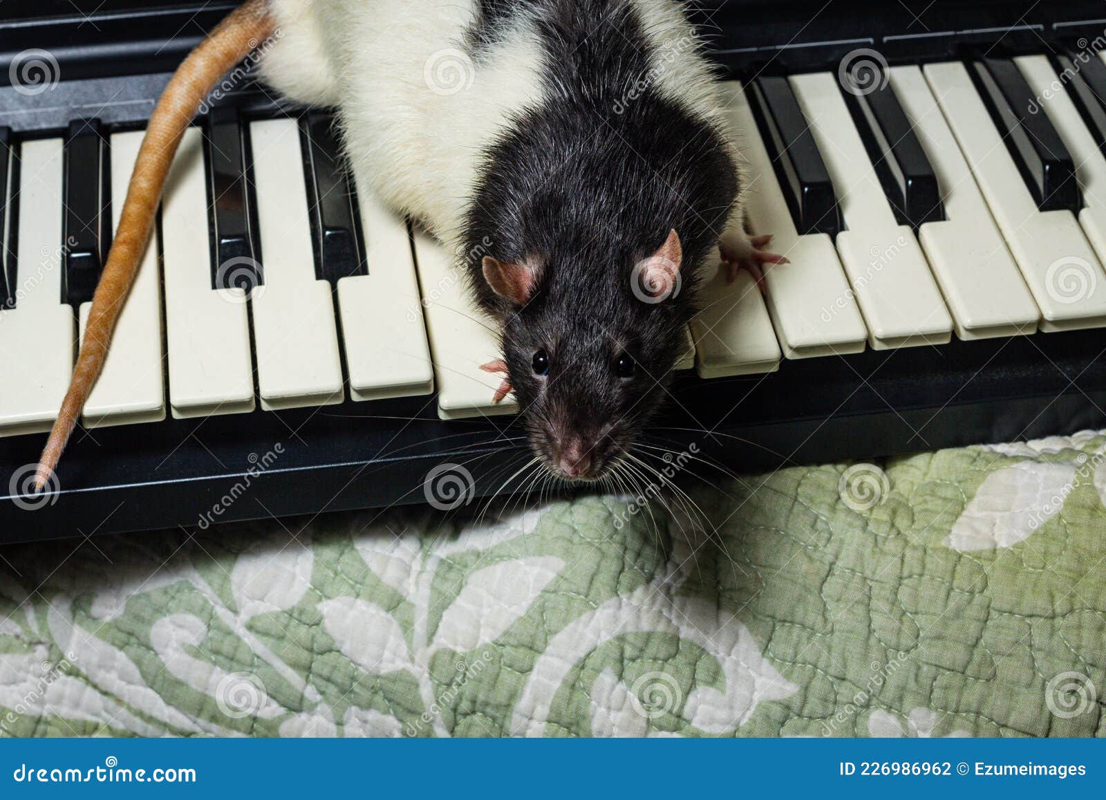 Pet Rats Musical Instruments Stock Photo - Image of mammal, breed ...