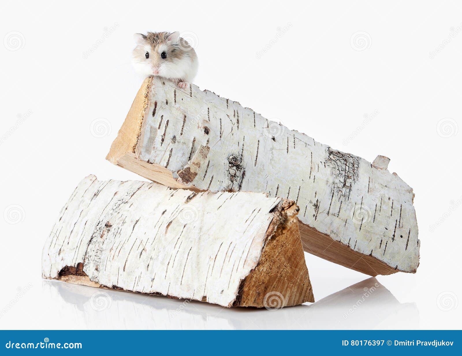 Hamster Log Stock Photos - Free & Royalty-Free Stock Photos from Dreamstime