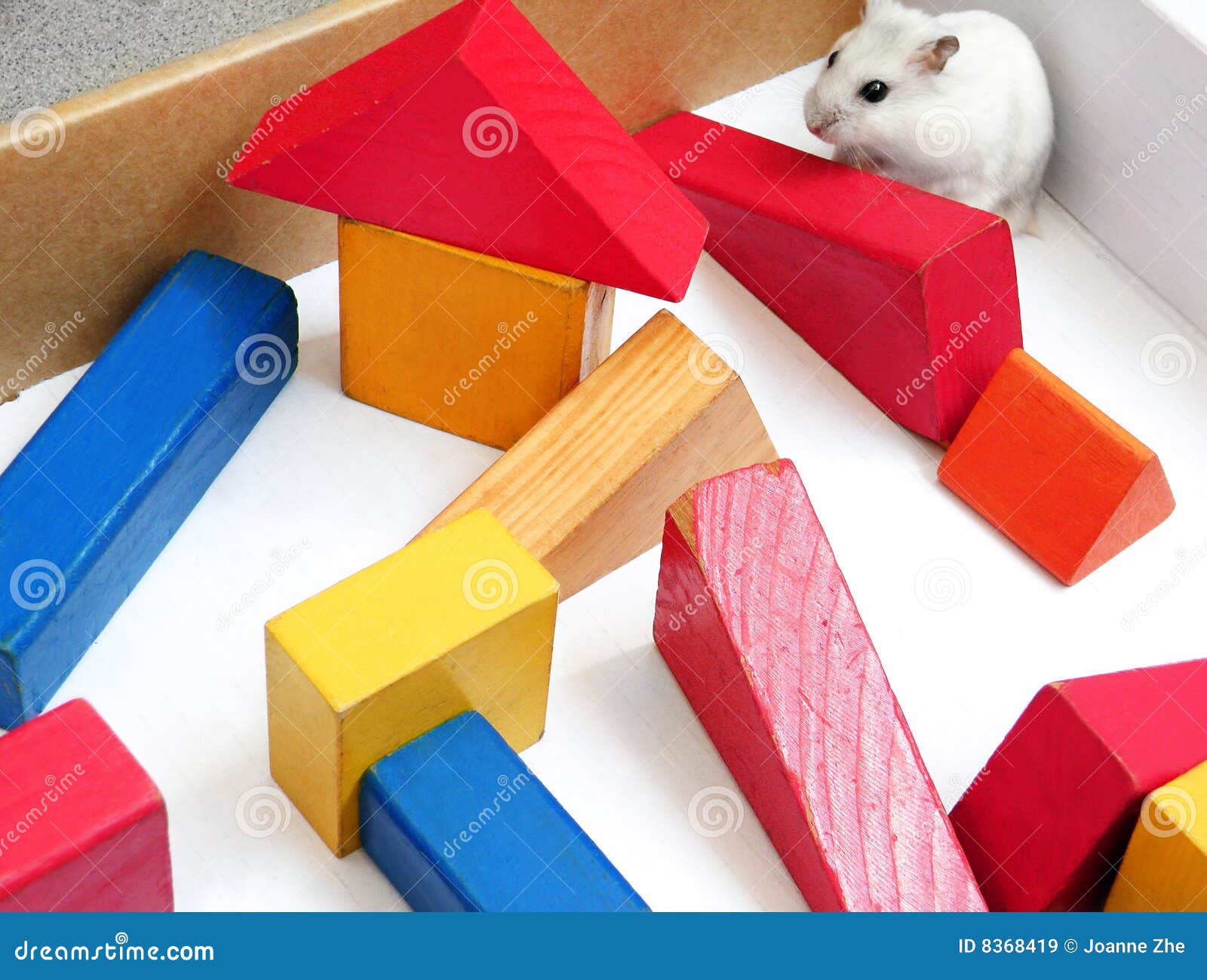 Pet Rodent White Mouse Playing Stock Image - Image of colour, hamsters ...