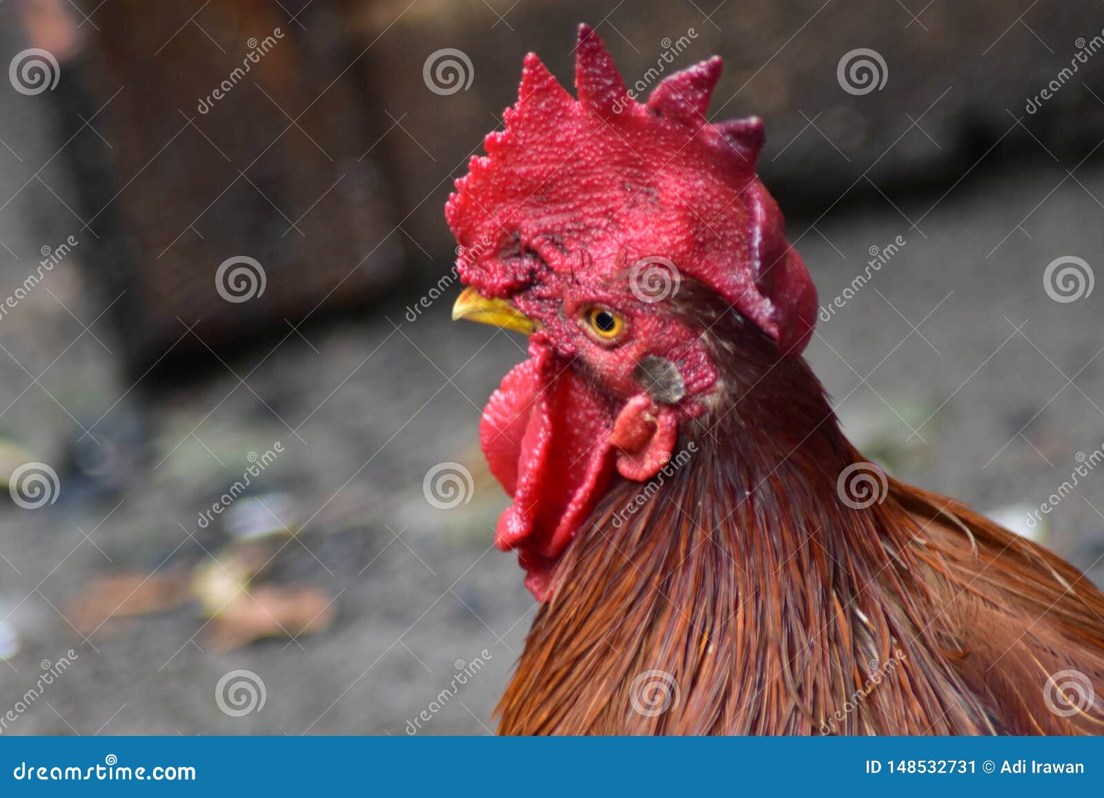 Pet Rooster at home stock image. Image of nature, rooster - 148532731