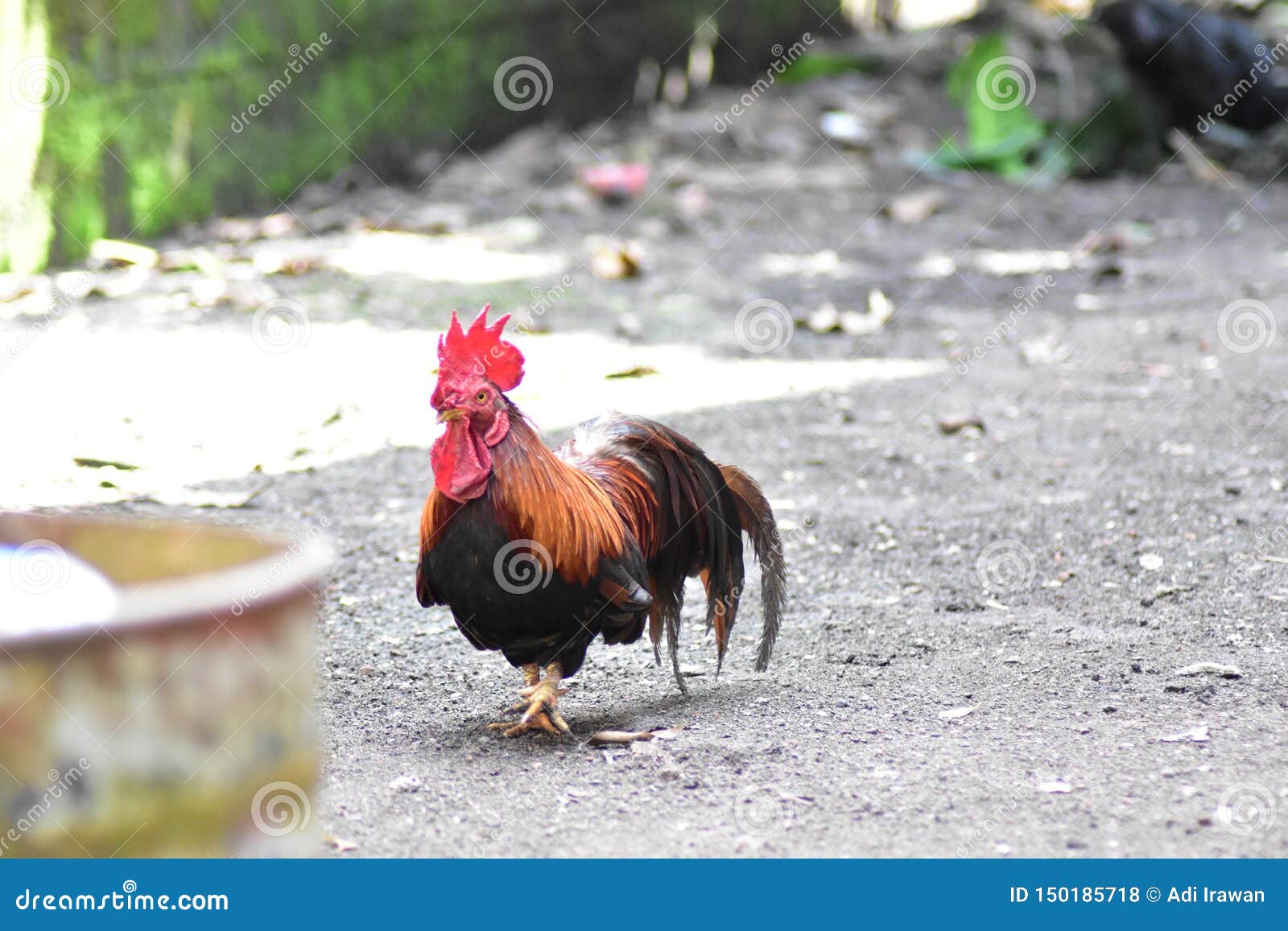 Pet Rooster in the Home Garden Stock Photo - Image of detail, rooster ...