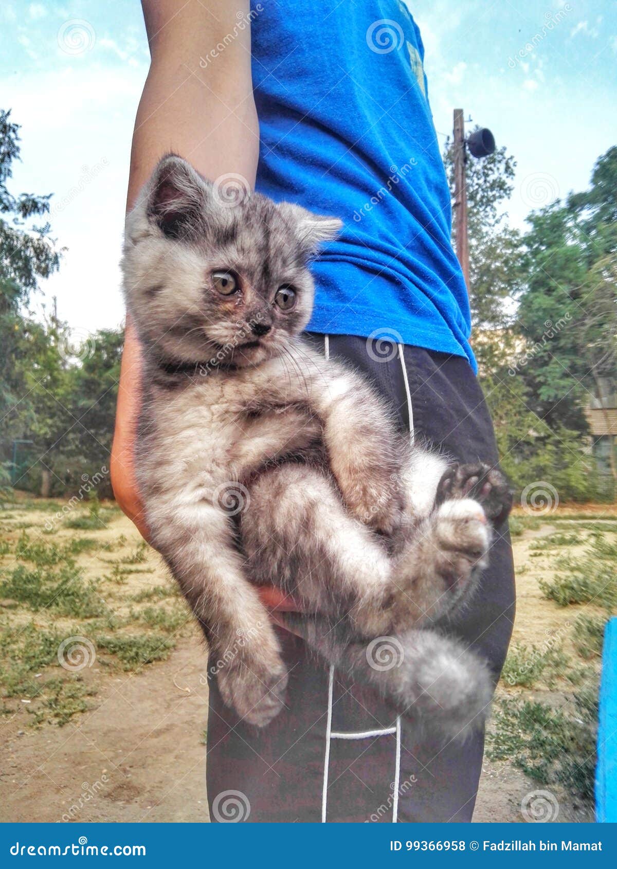 Pet cat stock photo. Image of small, nature, hand - 99366958