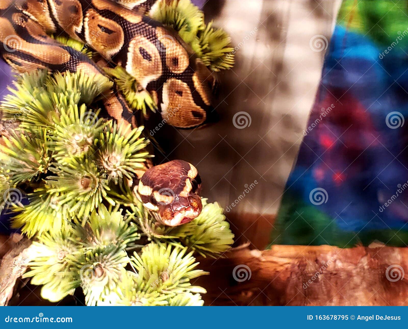 Pet snake ball python stock image. Image of snake, python - 163678795