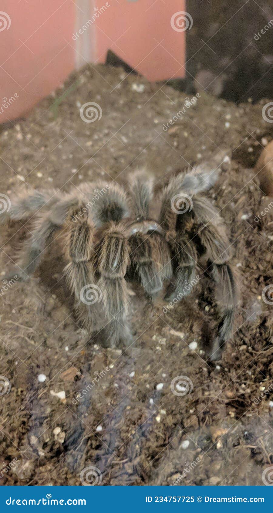 Pet Tarantula stock image. Image of beetle, arthropod - 234757725