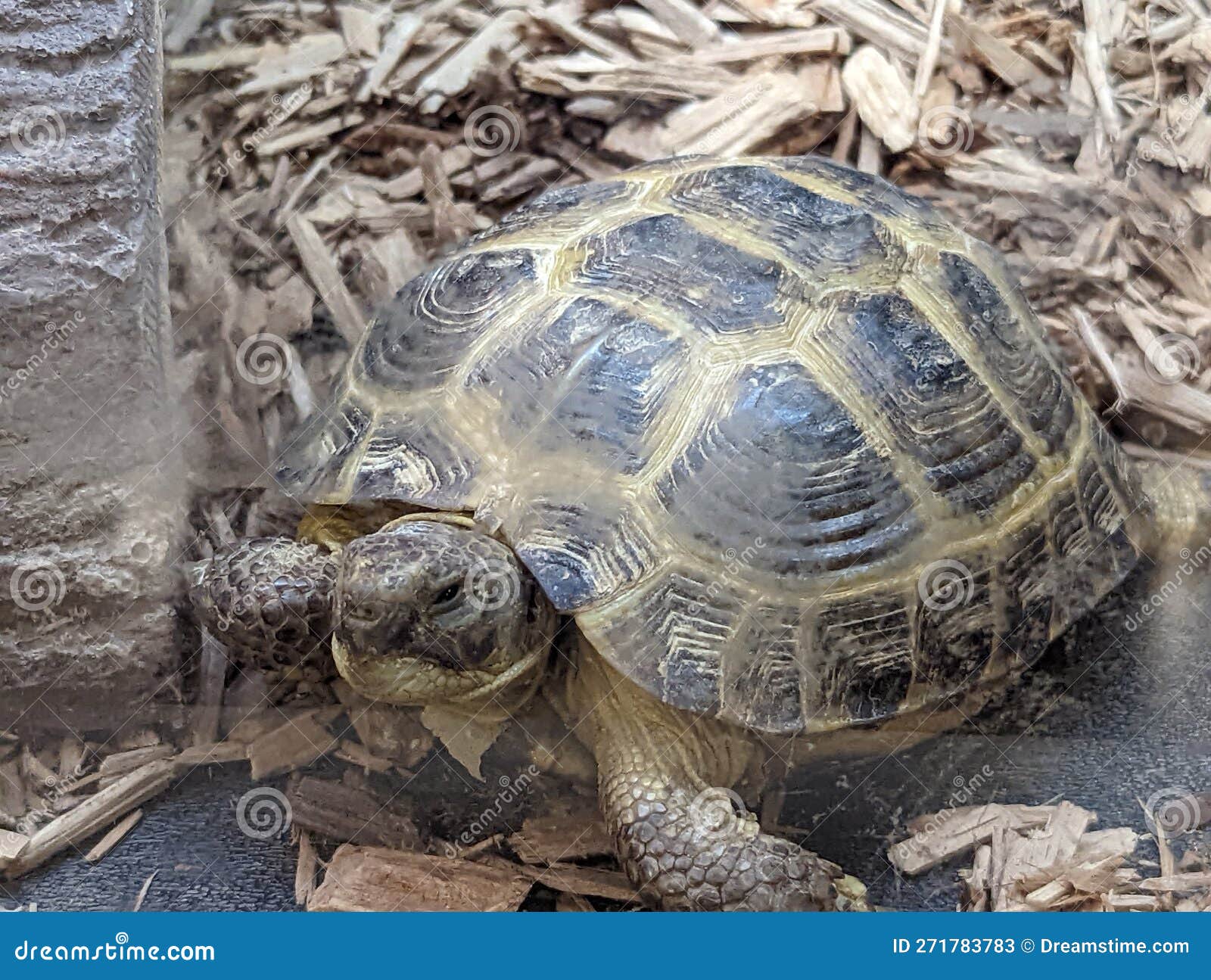 Pet tortoise in enclosure stock image. Image of frog - 271783783