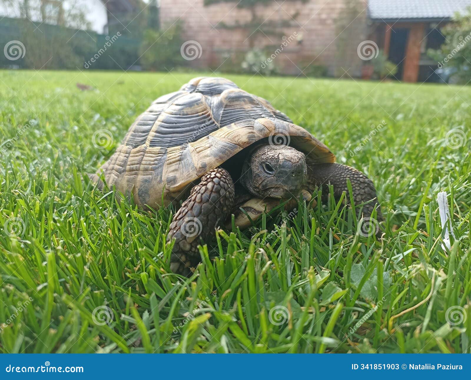 Pet Tortoise on Green Grass Background Stock Image - Image of wildlife ...