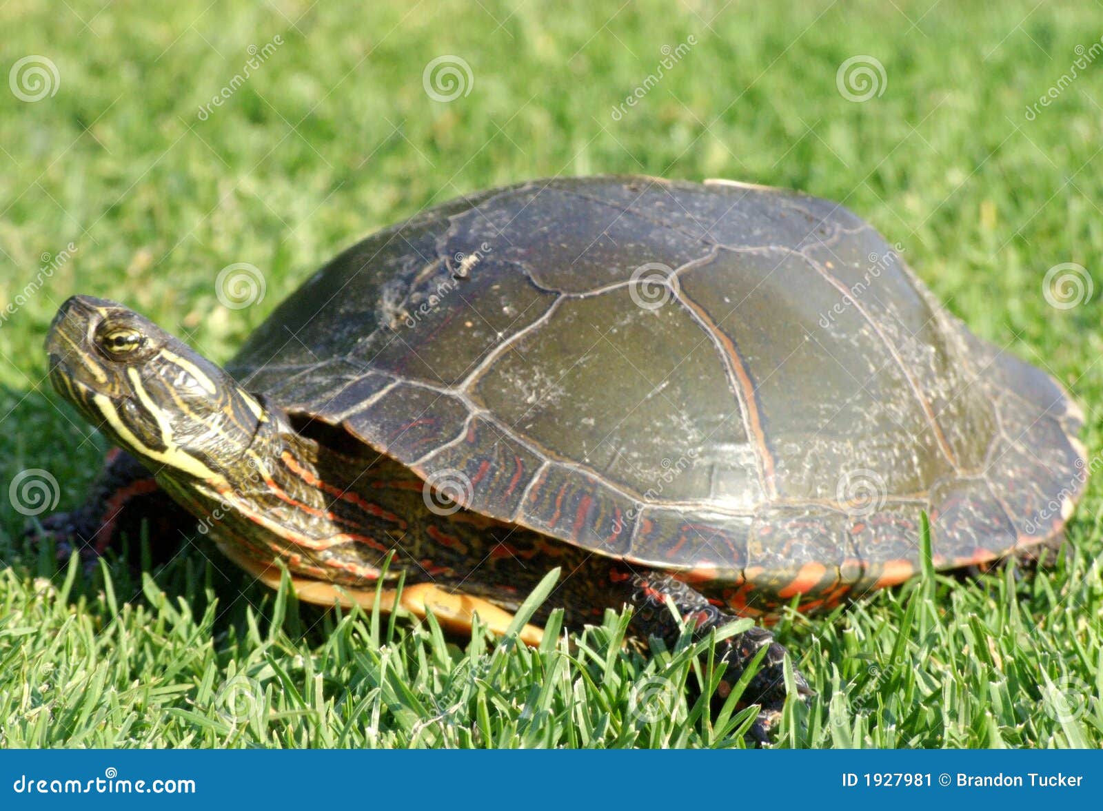 Pet Turtle Crawling in the Grass Stock Image - Image of turtle, scales ...