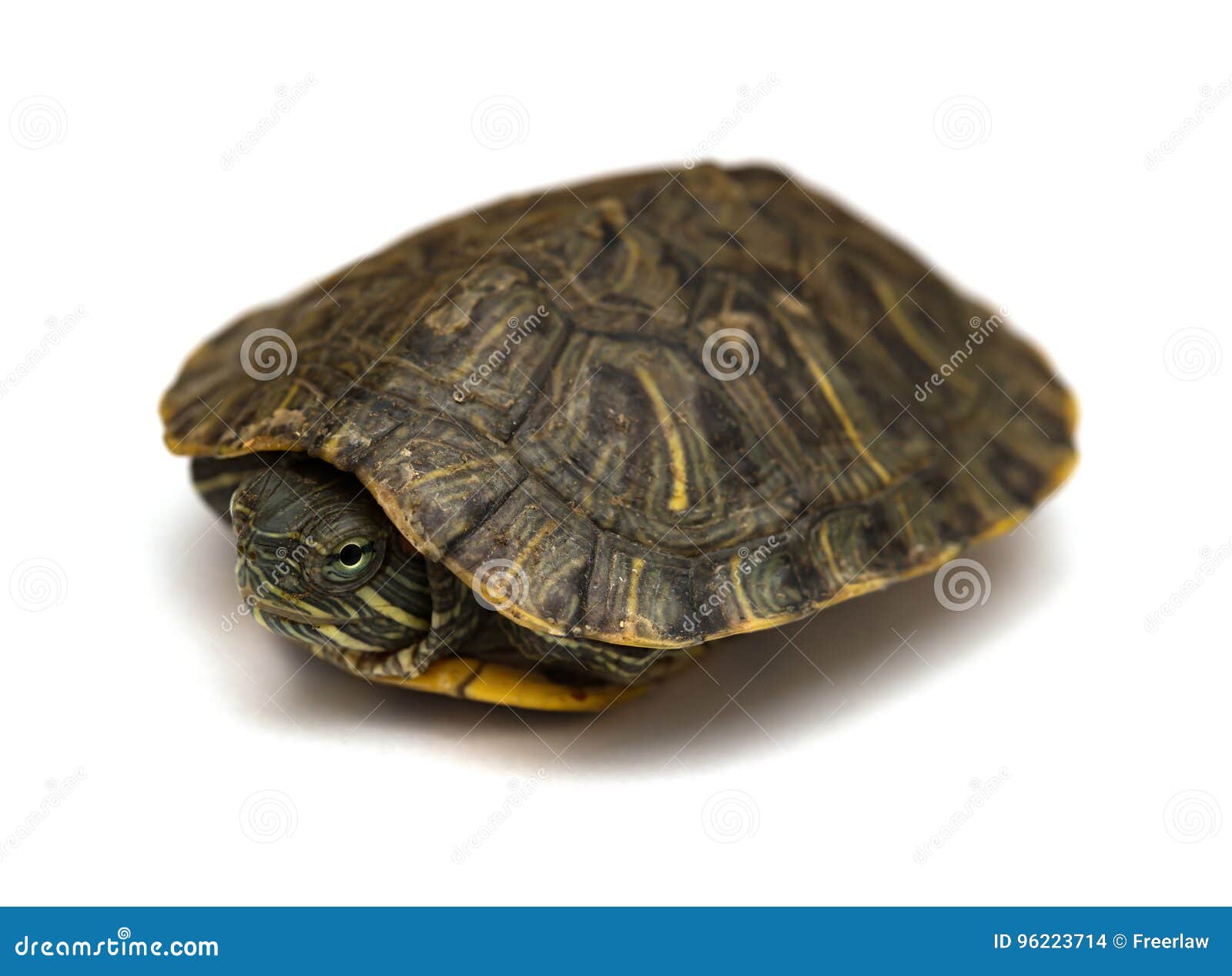 Pet Turtle Red-eared Slider or Trachemys Scripta Elegans Hides Its Head ...