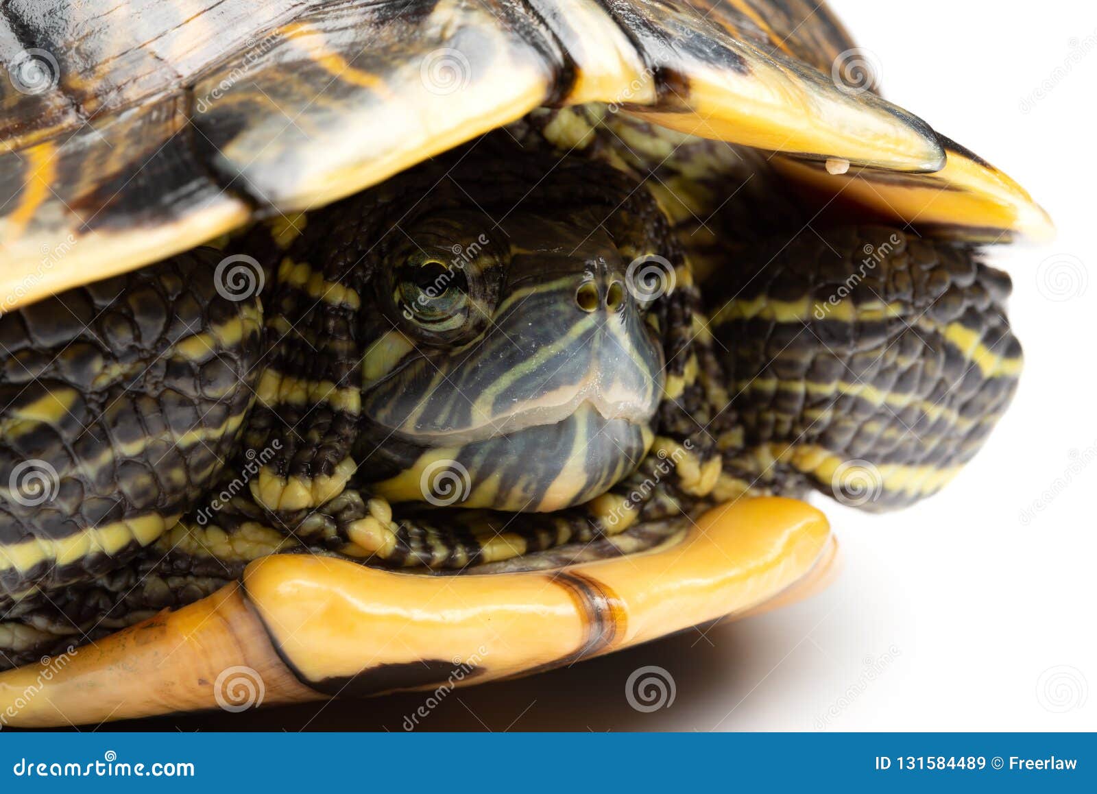 Pet Turtle Red-eared Slider or Trachemys Scripta Elegans Hides Its Head ...