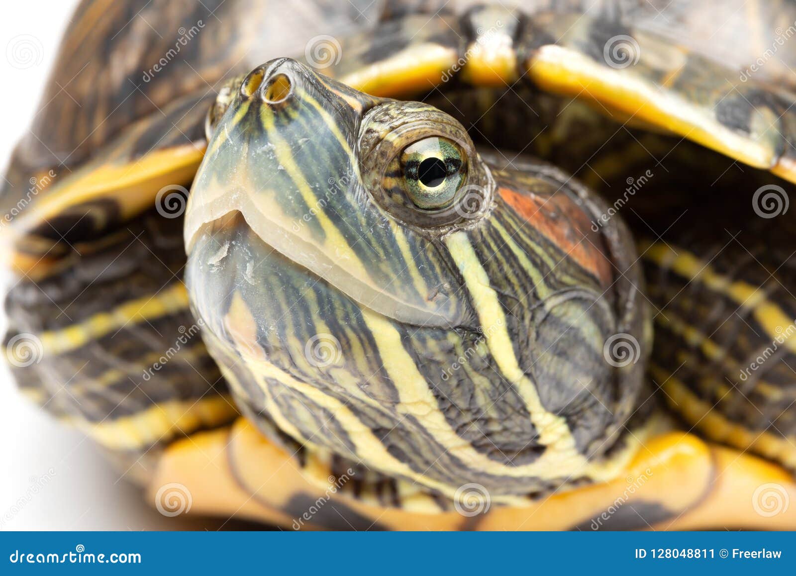 Pet Turtle Red-eared Slider or Trachemys Scripta Elegans Hides Its Head ...