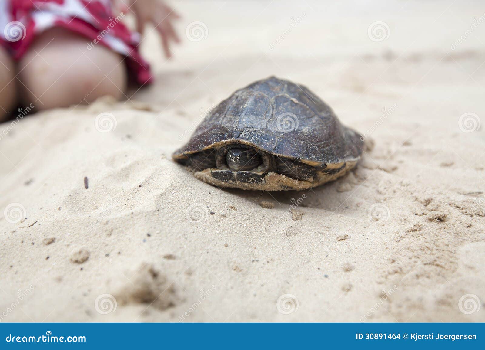Pet turtle stock photo. Image of turtle, nature, animal - 30891464