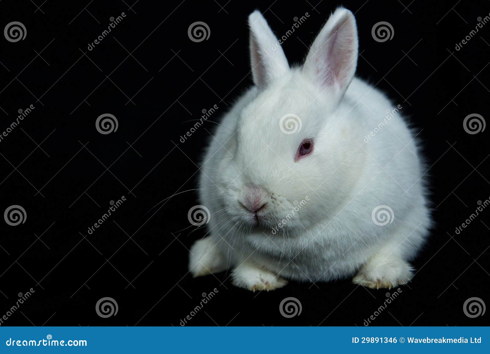 White Vienna Rabbit Stock Photos - Free & Royalty-Free Stock Photos ...