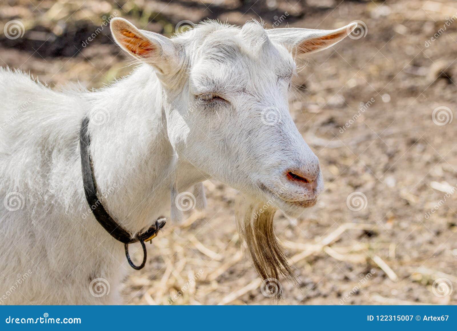 Pet a White Goat without Horns Stock Image - Image of cute, mammal ...