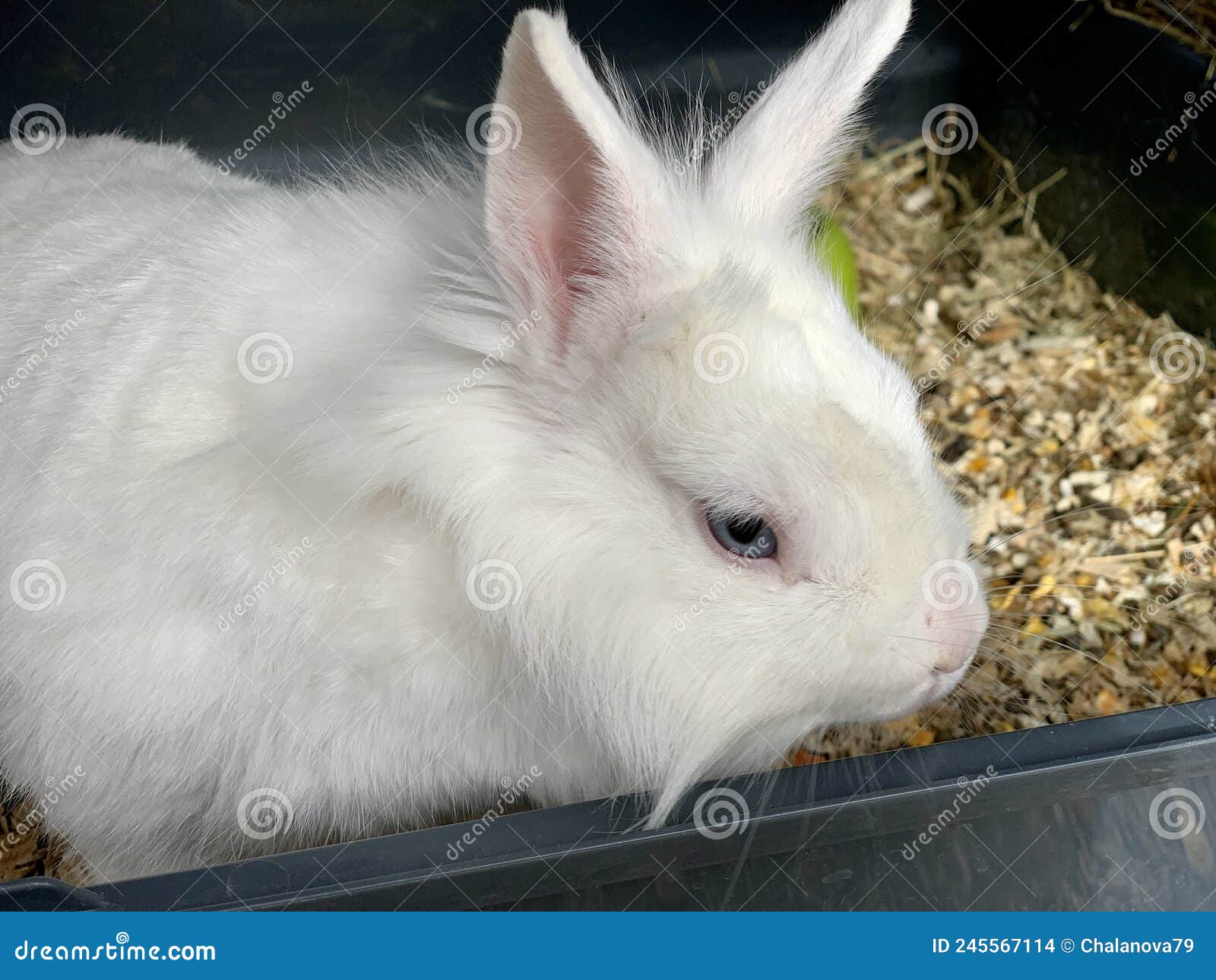 Pet White Rabbit in Rabbit Hutch Enclosure in Suburban Backyard Stock ...