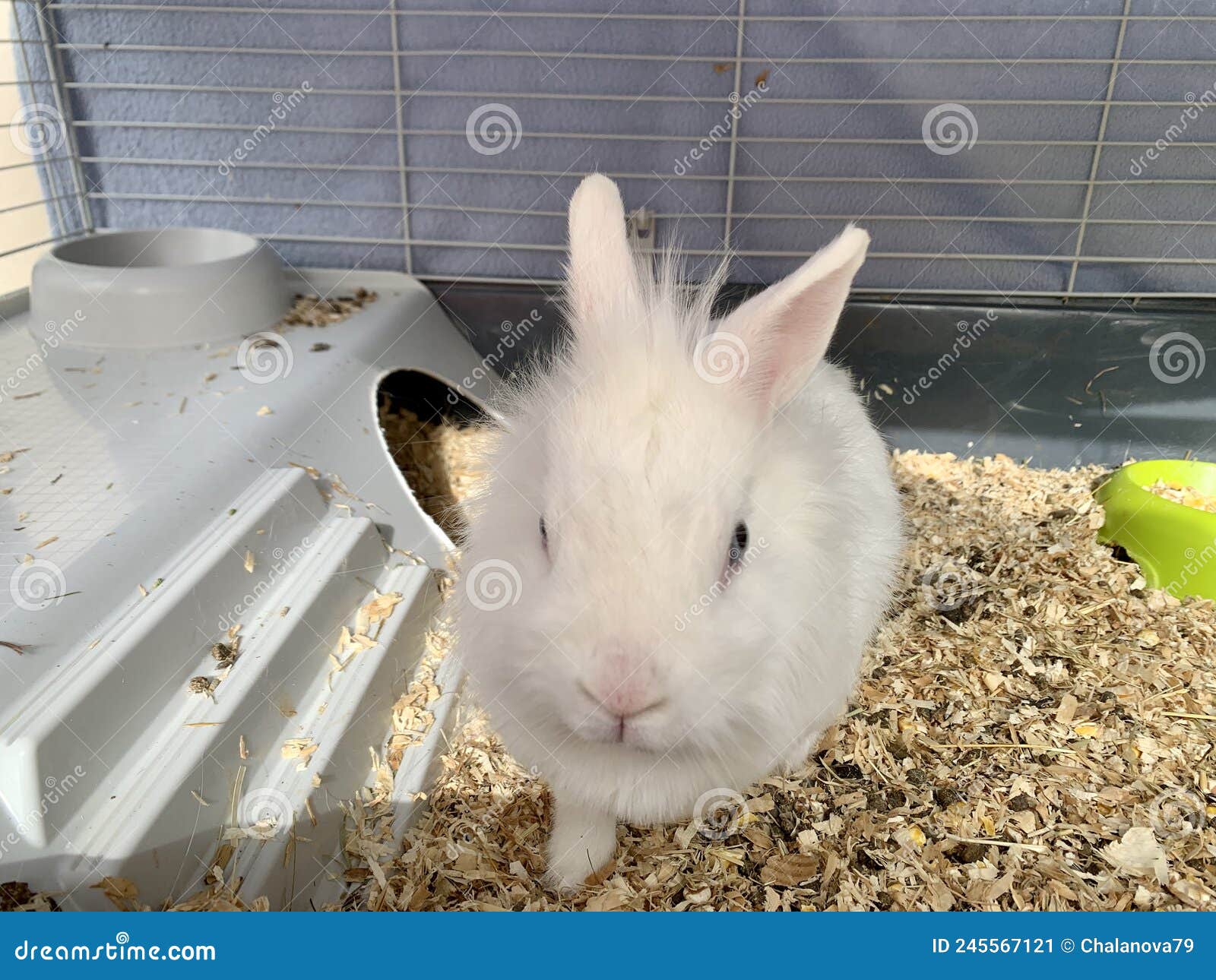 Pet White Rabbit in Rabbit Hutch Enclosure in Suburban Backyard Stock ...