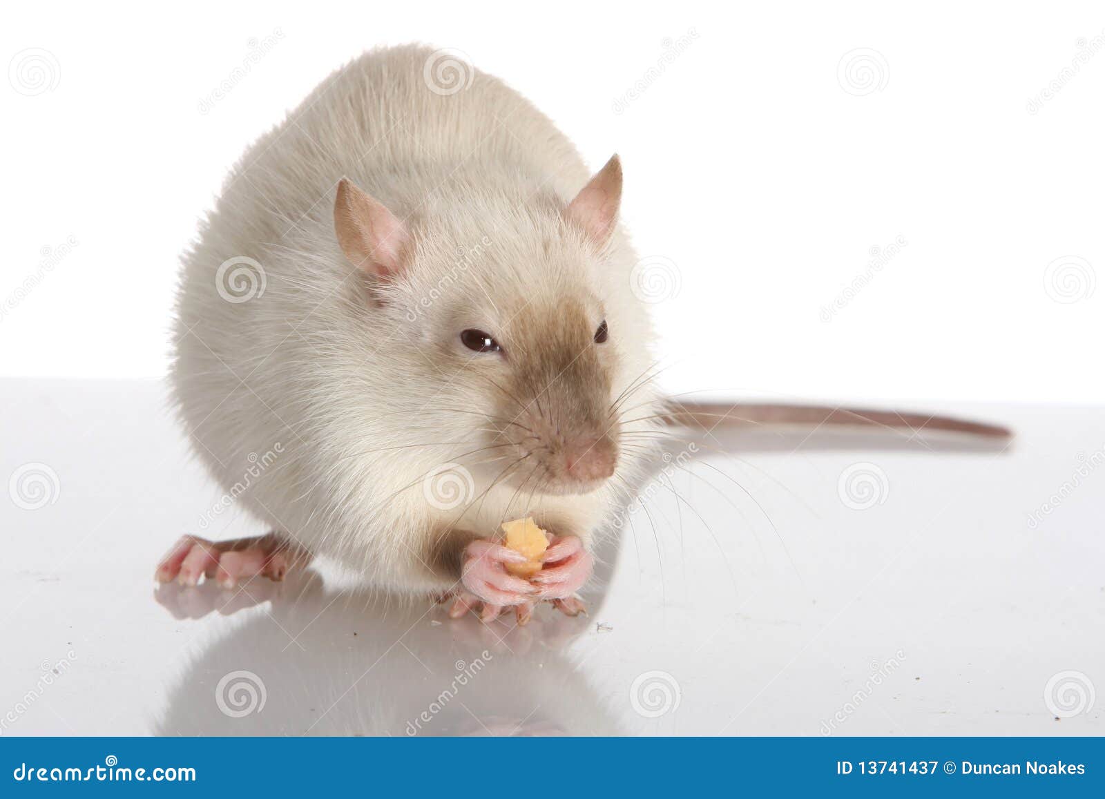 Pet White Rat stock image. Image of domestic, feed, look - 13741437