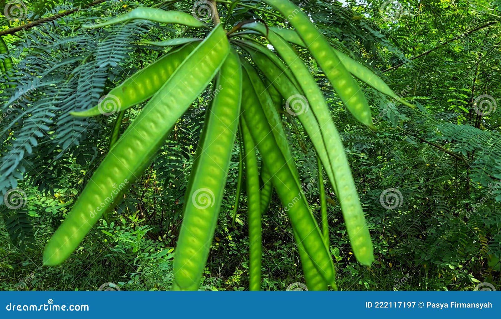 Petai Tree from Asia with Unripe Petai Fruit Stock Image - Image of ...