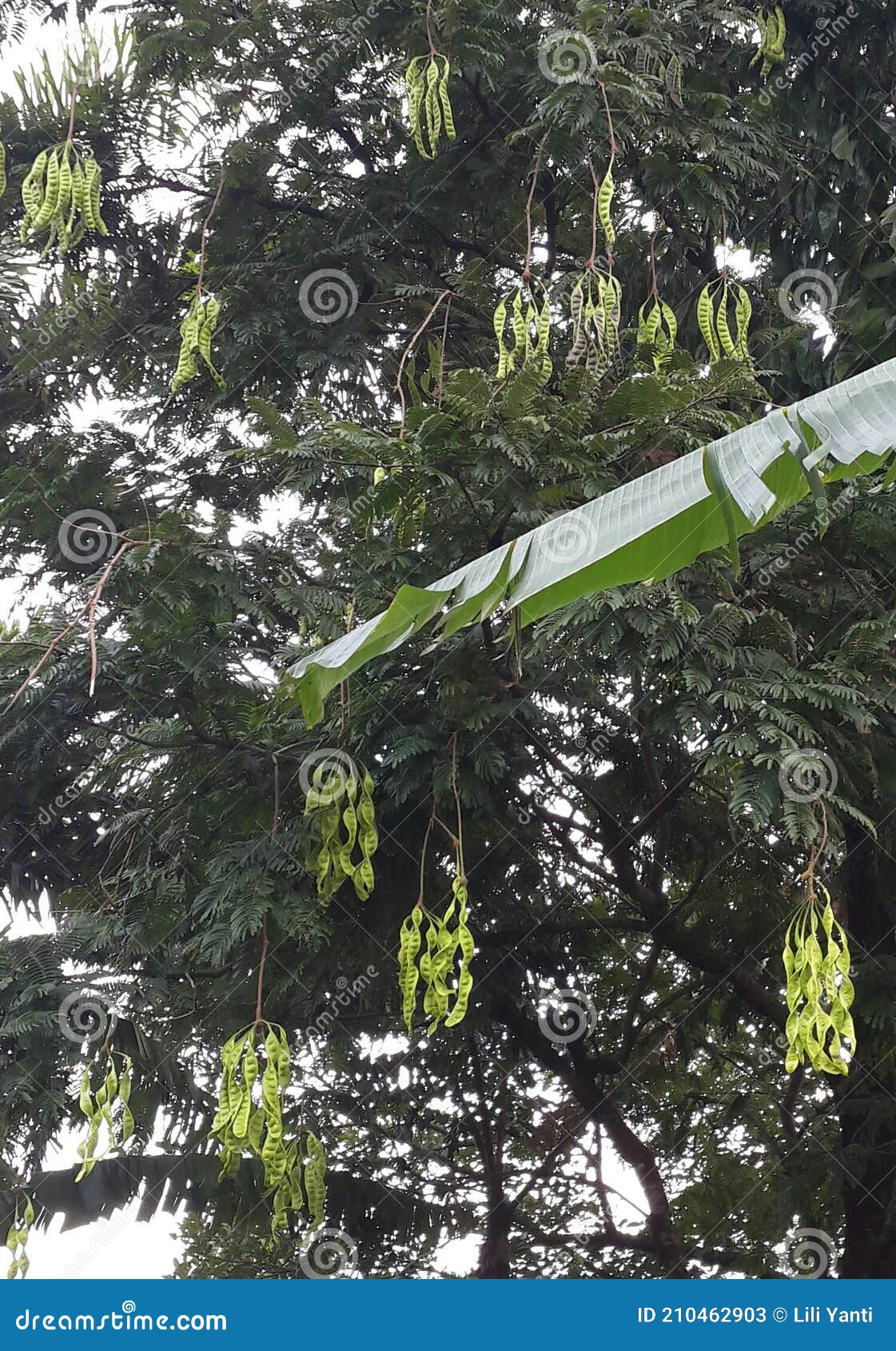 Petai Tree with Dense Leaves and Fruit Hanging Beautifully Stock Image ...
