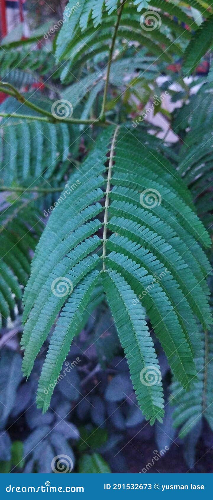 The Petai Tree Has these Leaves, the Petai Fruit Can Be Eaten Raw or ...