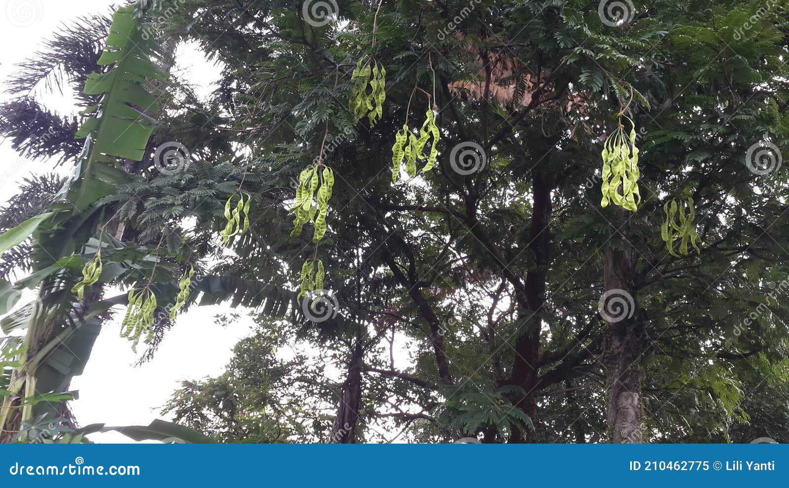 Petai Tree with Lots of Unique Hanging Fruit Stock Image - Image of ...