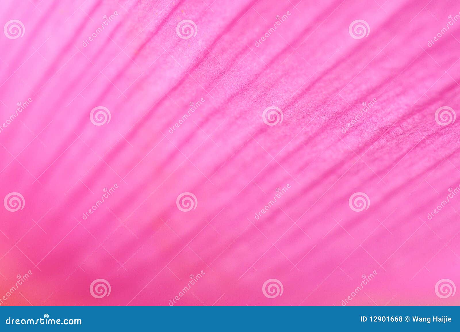 Petal stock photo. Image of parks, dropl, texture, flower - 12901668