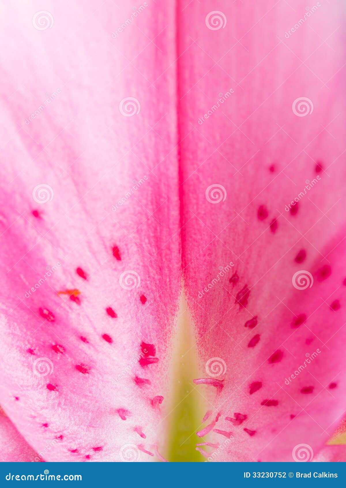 Petal background stock photo. Image of beautiful, beauty - 33230752