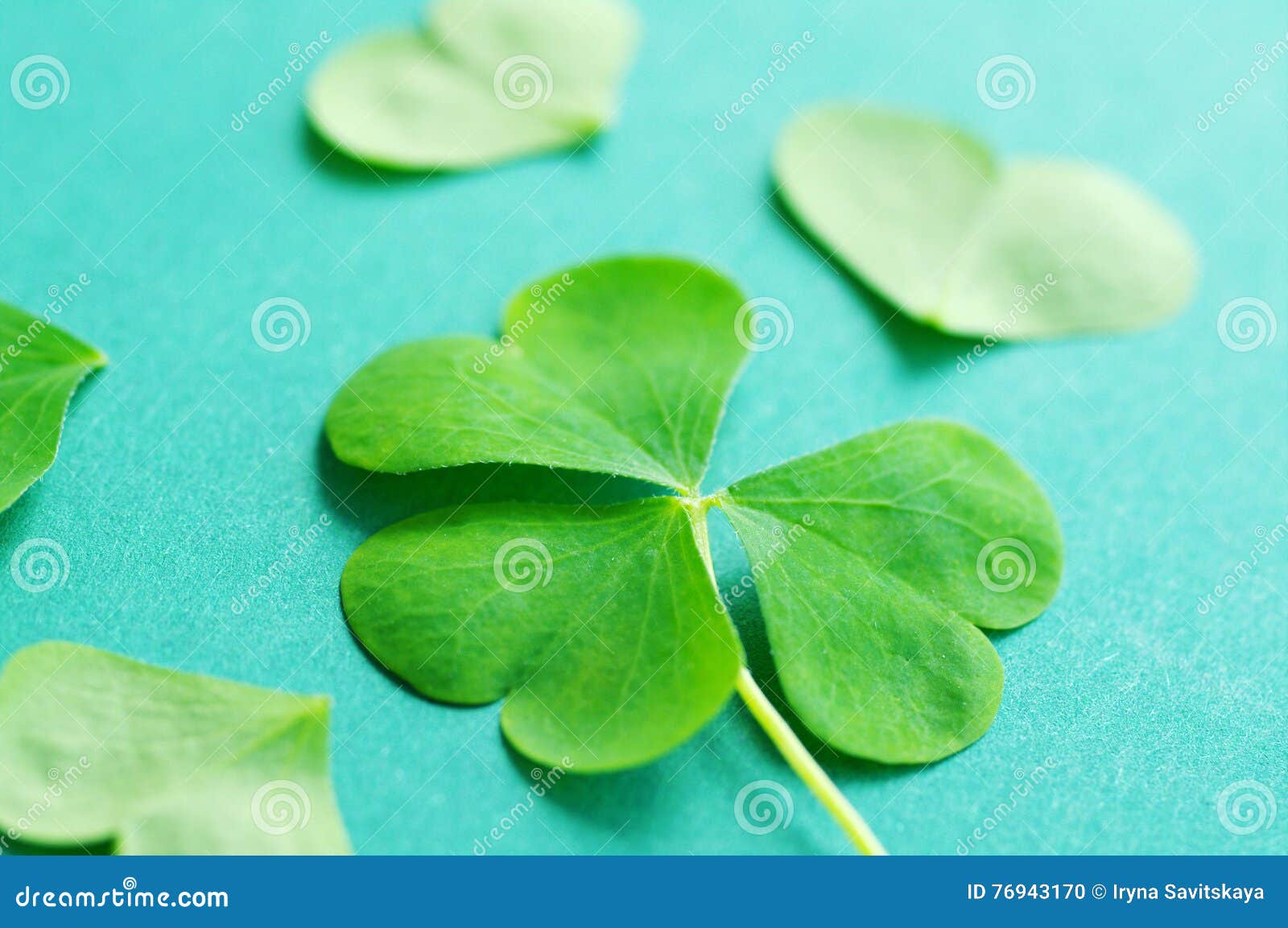 Petal of Clover on Green Paper Stock Photo - Image of macro, green ...