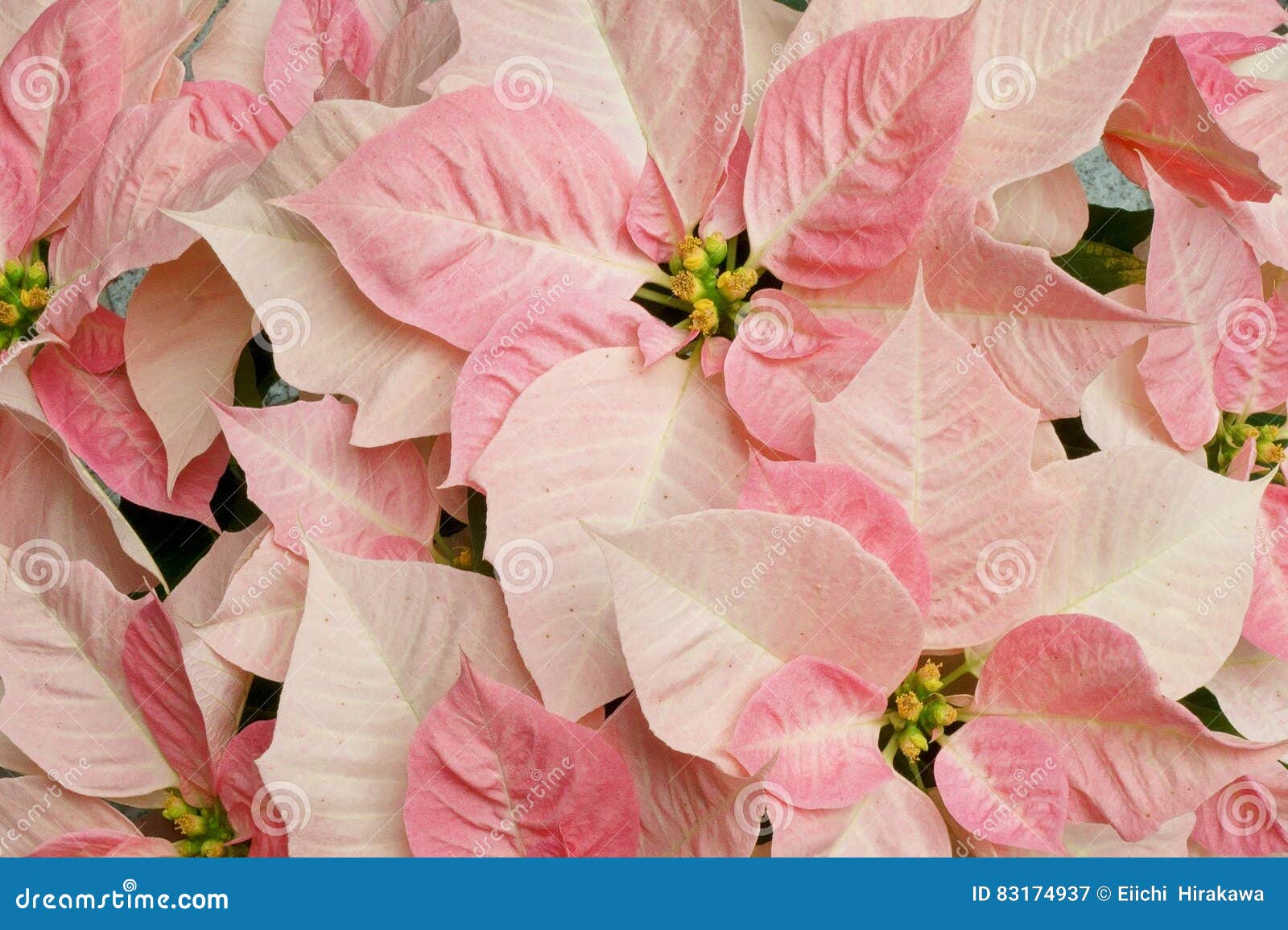 Petal of flower petals stock image. Image of petal, beautiful - 83174937