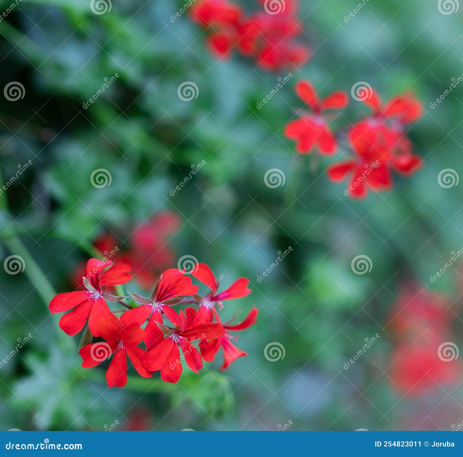 Petal of Geranium with Green Leaves Stock Image - Image of growing ...