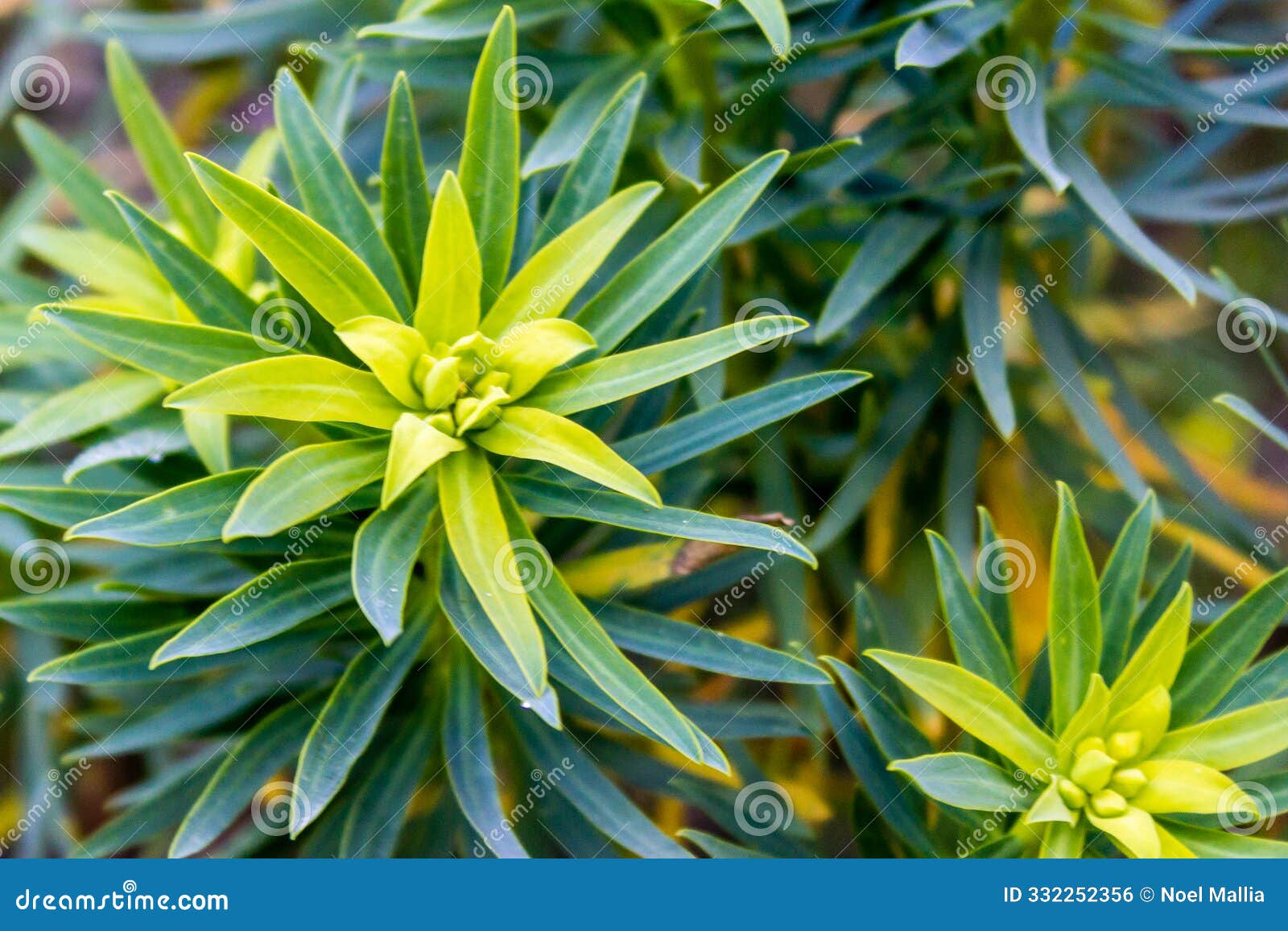 Petal plant in the garden stock photo. Image of garden - 332252356